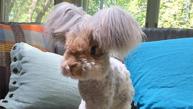 Meet Wally: The Rabbit With Big Wing-Like Ears